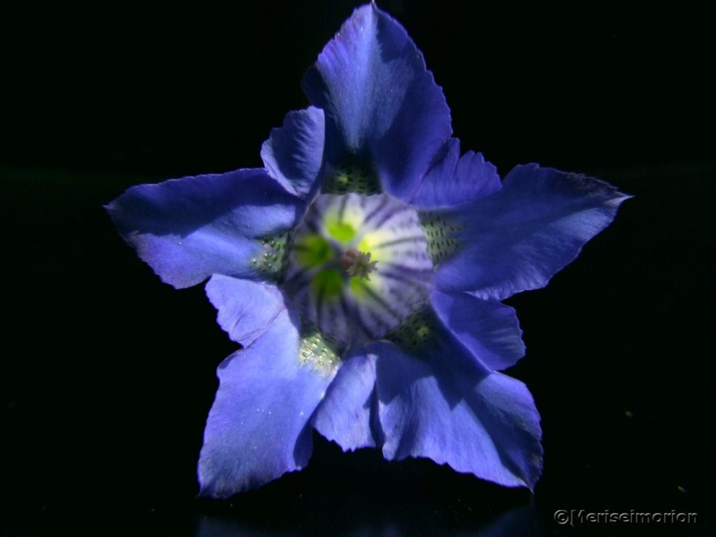 Blauer Enzian aus dem Garten - Meriseimorion