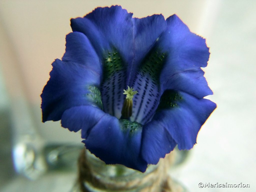 Blauer Enzian aus dem Garten - Meriseimorion